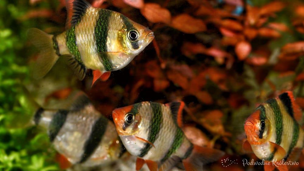 Brzanka sumatrzańska - Puntigrus tetrazona - podwodnekrolestwo.pl