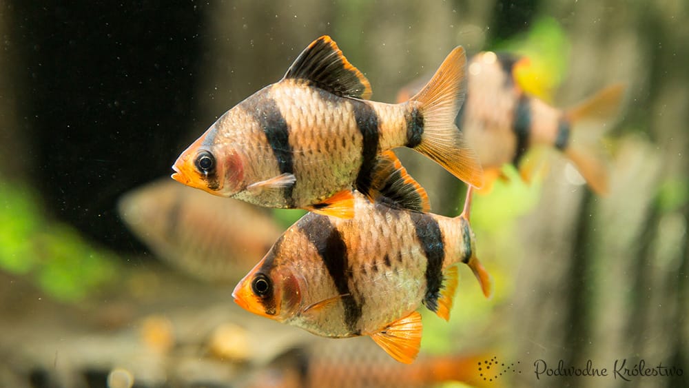Brzanka sumatrzańska - Puntigrus tetrazona - podwodnekrolestwo.pl