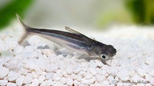 Sum rekini - Pangasianodon hypophthalmus - podwodnekrolestwo.pl