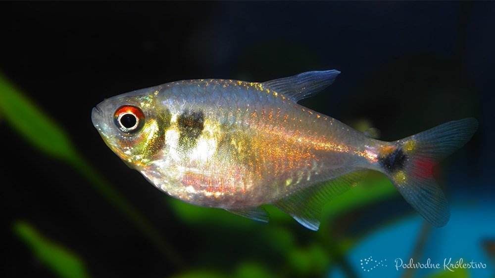 Bystrzyk różowy - Hyphessobrycon rosaceus - podwodnekrolestwo.pl
