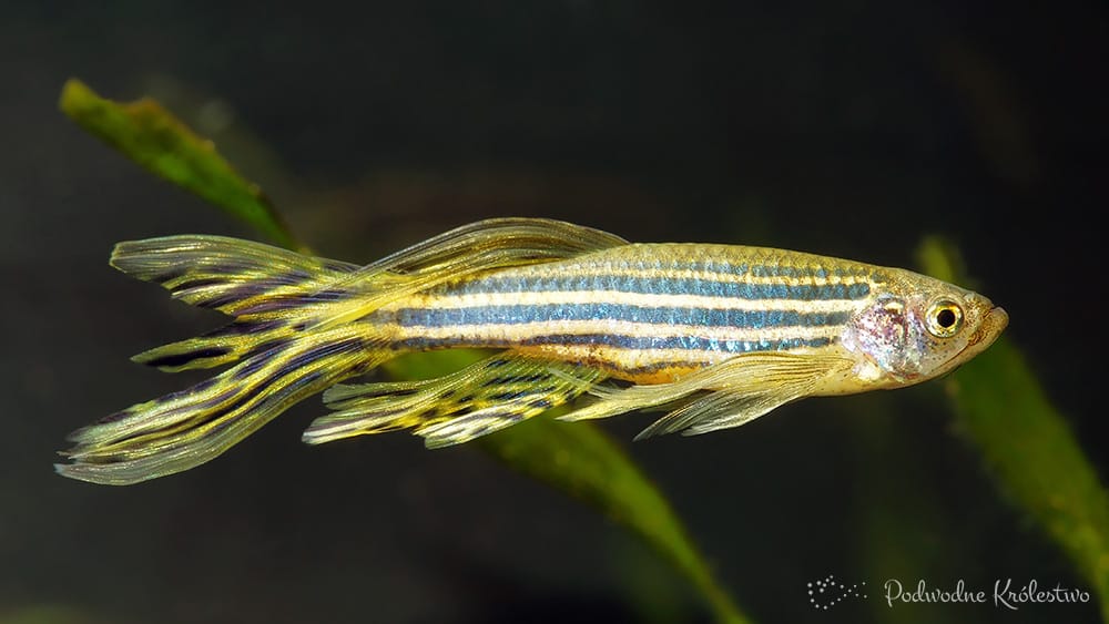 Danio pręgowany - Danio rerio - podwodnekrolestwo.pl