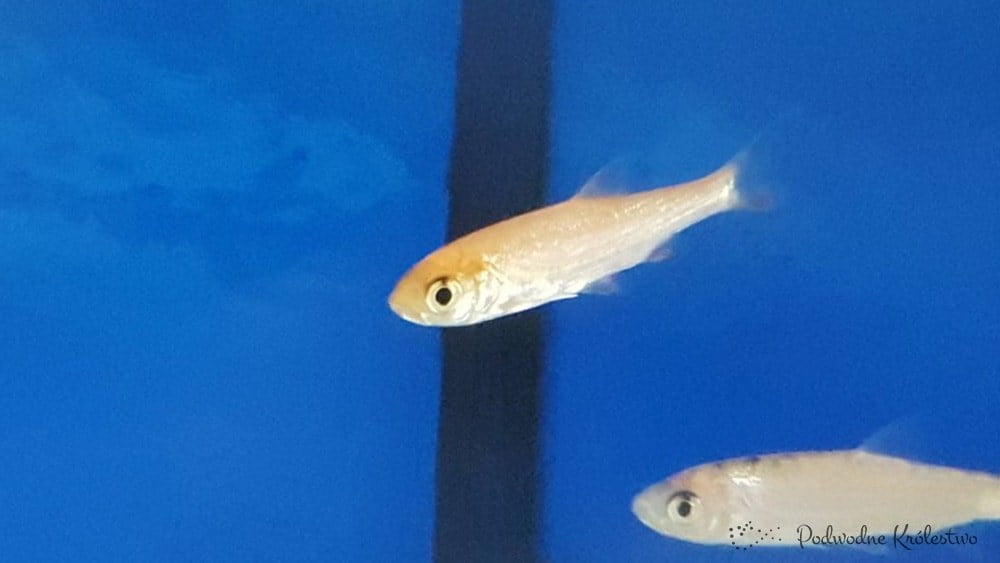 Ryby do oczka wodnego - Orfa złota, Jaź złoty - Leuciscus idus v. orpha